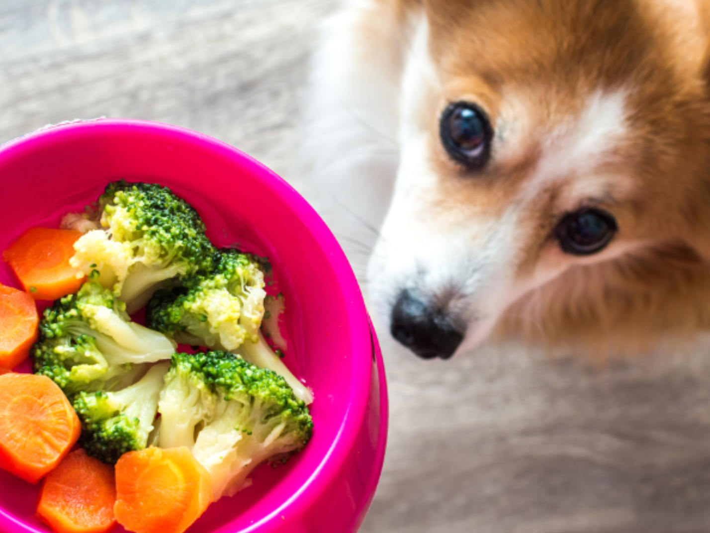 Healthy Snack Ideas for Dogs | Fruitables