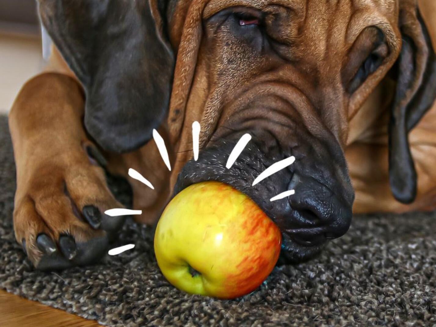 How 'Bout Them Apples? Can Dogs Eat Apples? | Fruitables
