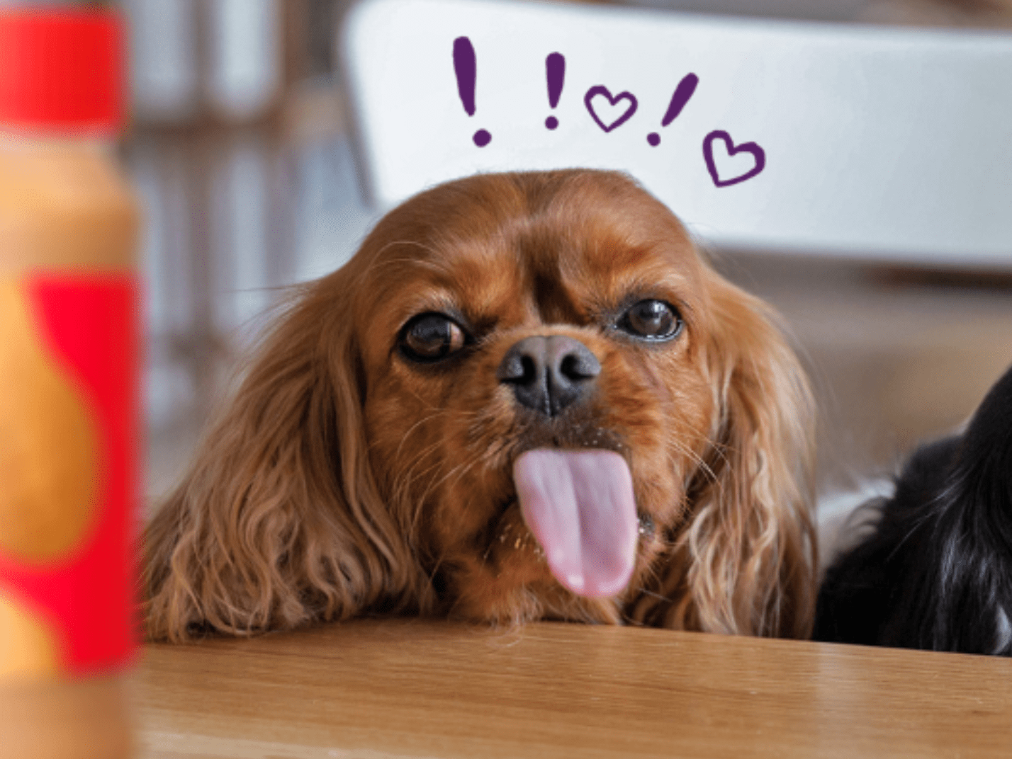 Peanut Butter for Dogs Info | Fruitables